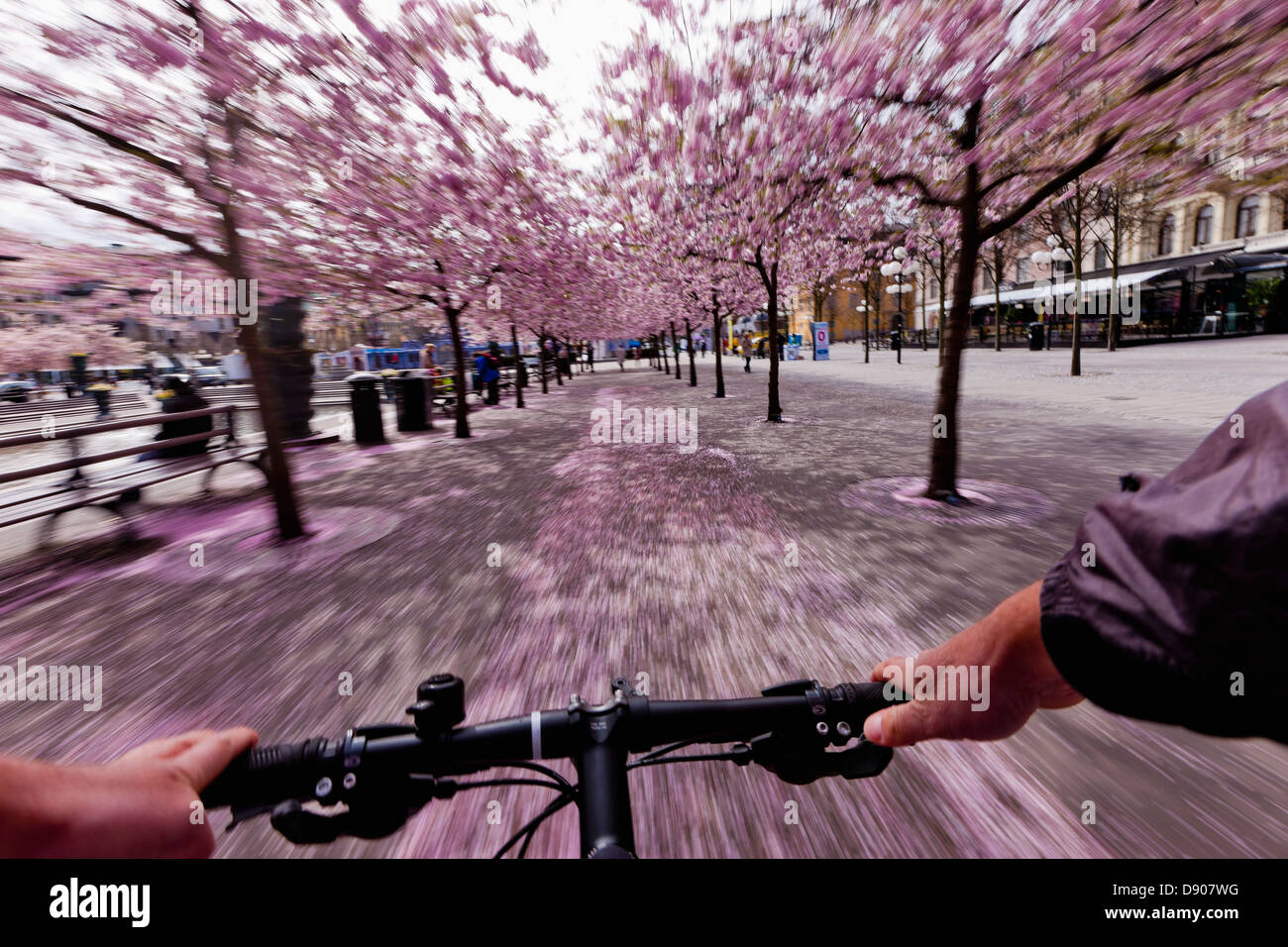 Cycling road trees hi-res stock photography and images - Alamy