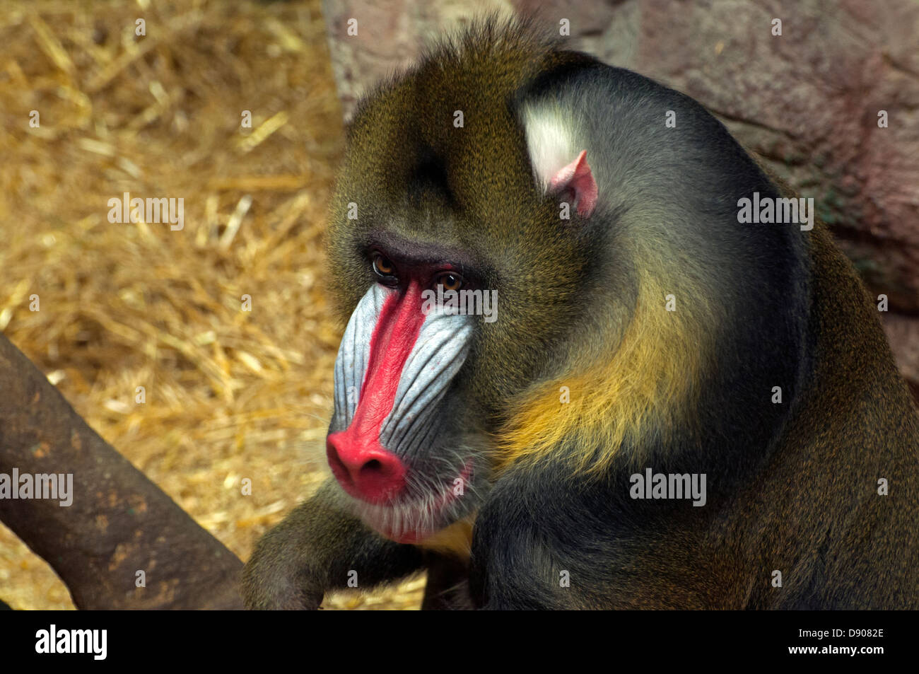 Close-up of a male mandrill Stock Photo - Alamy