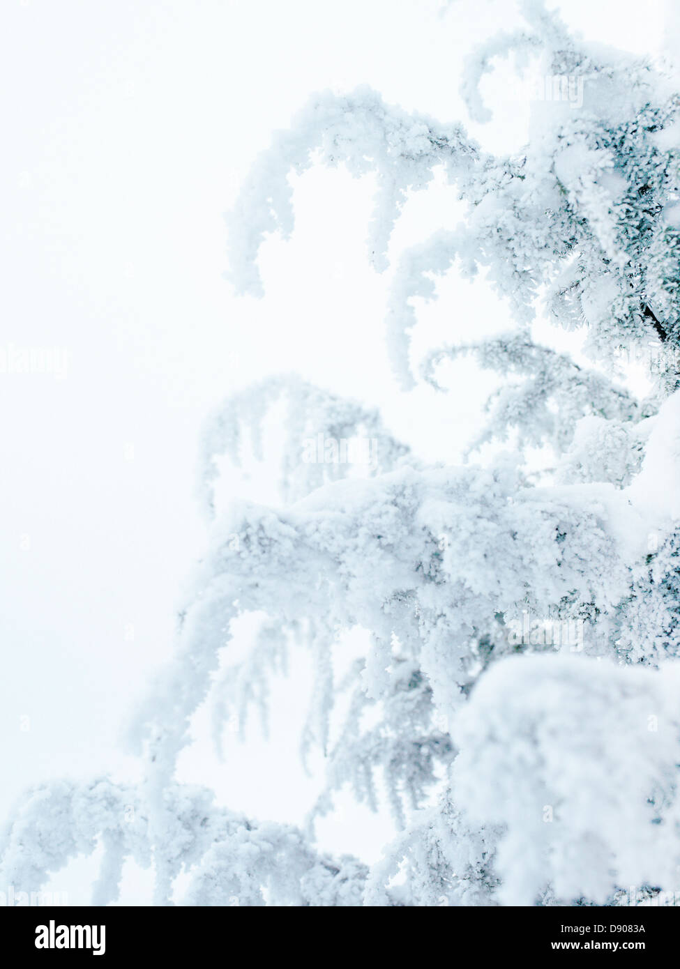 A tree covered by snow Stock Photo - Alamy