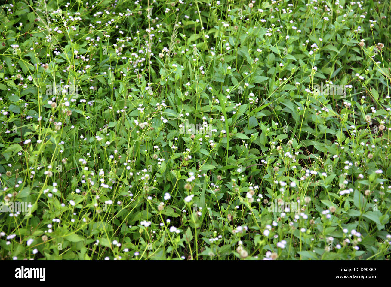 The Green Natal-grass in the garden Stock Photo - Alamy