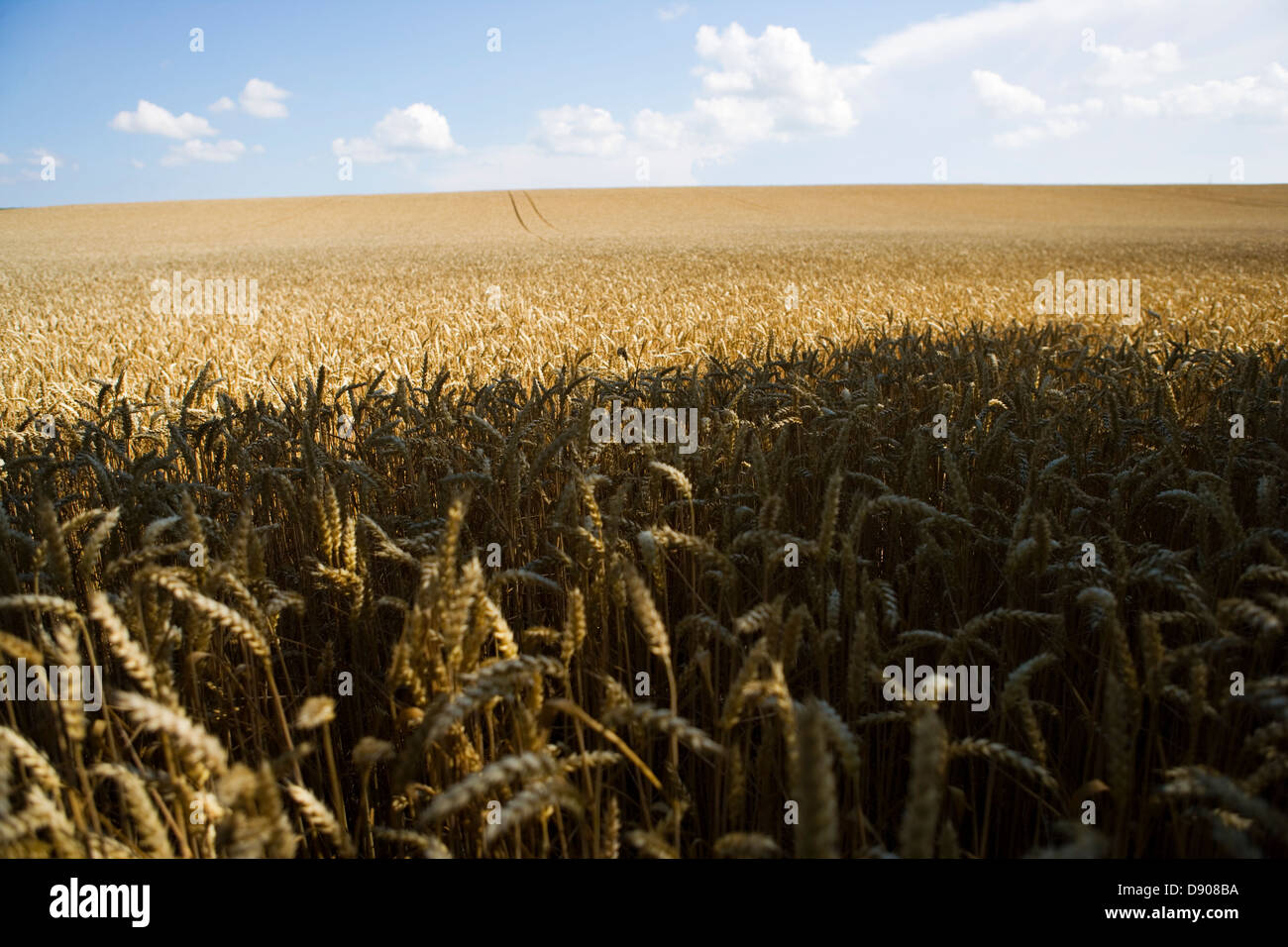 Field of corn Stock Photo - Alamy