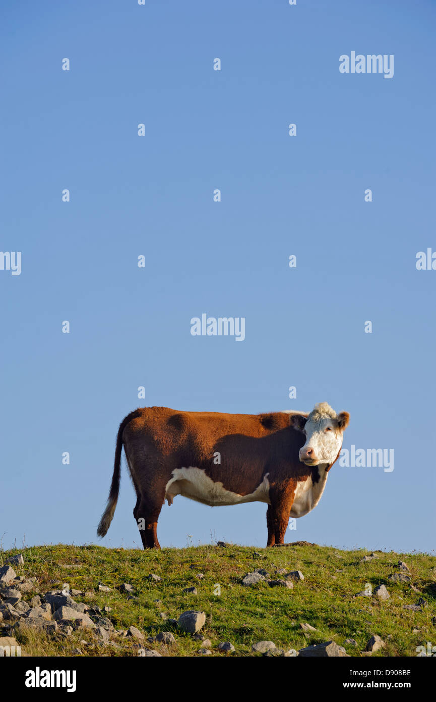 Blue sky with cow hi-res stock photography and images - Alamy