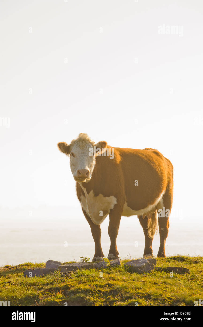Portrait of cow Stock Photo - Alamy