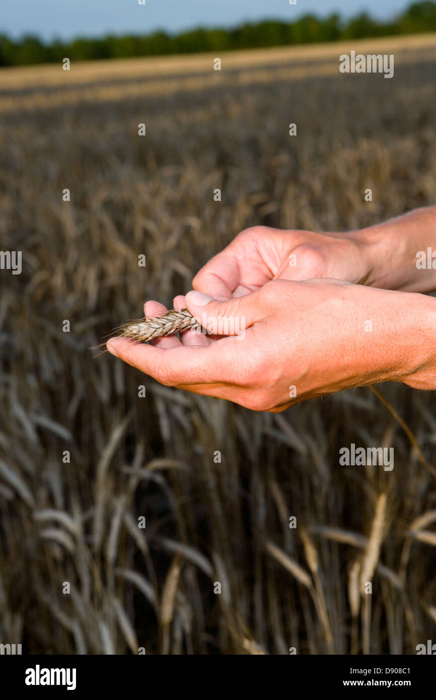 Hand holding a corn Stock Photo - Alamy