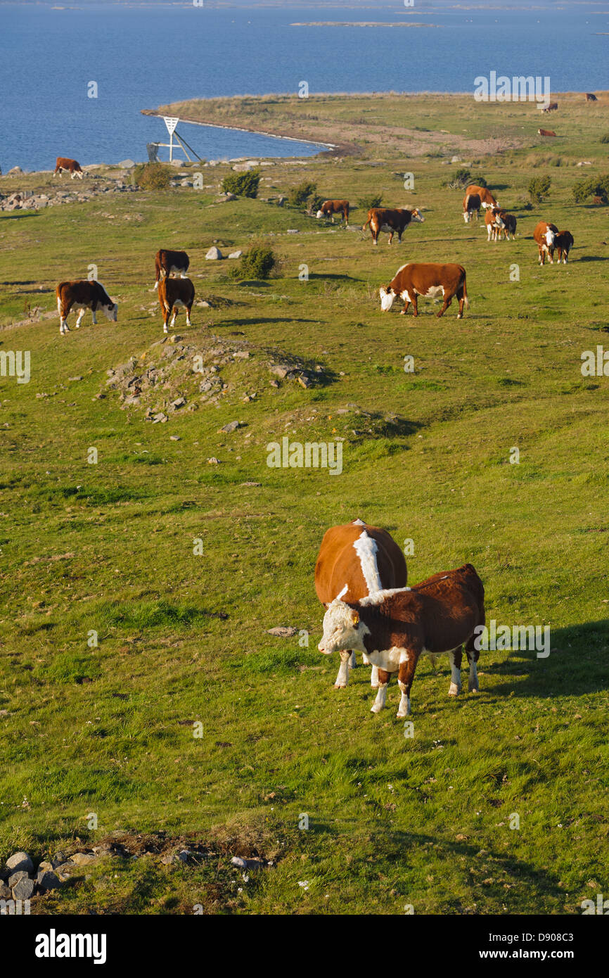 Cows in pasture Stock Photo - Alamy