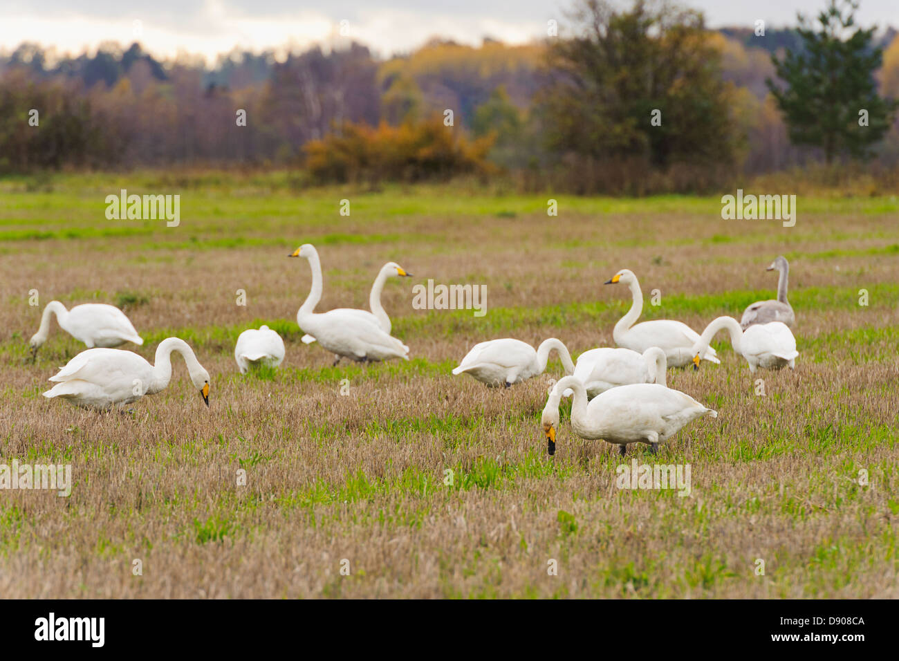 Whooper swans field hi-res stock photography and images - Alamy