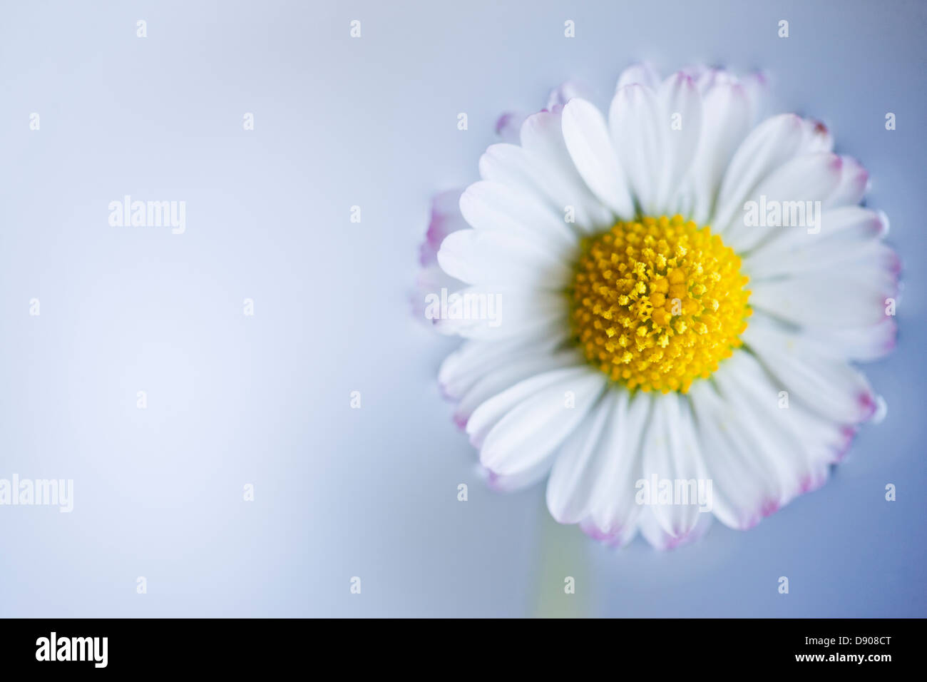 Daisy studio shot hi-res stock photography and images - Alamy Daisy studio shot hi-res stock photography and images - Alamy