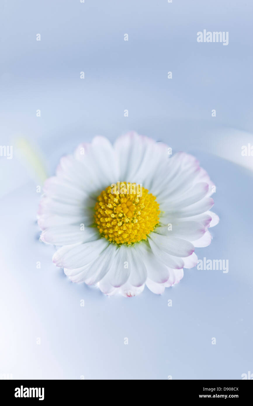Daisy studio shot hi-res stock photography and images - Alamy