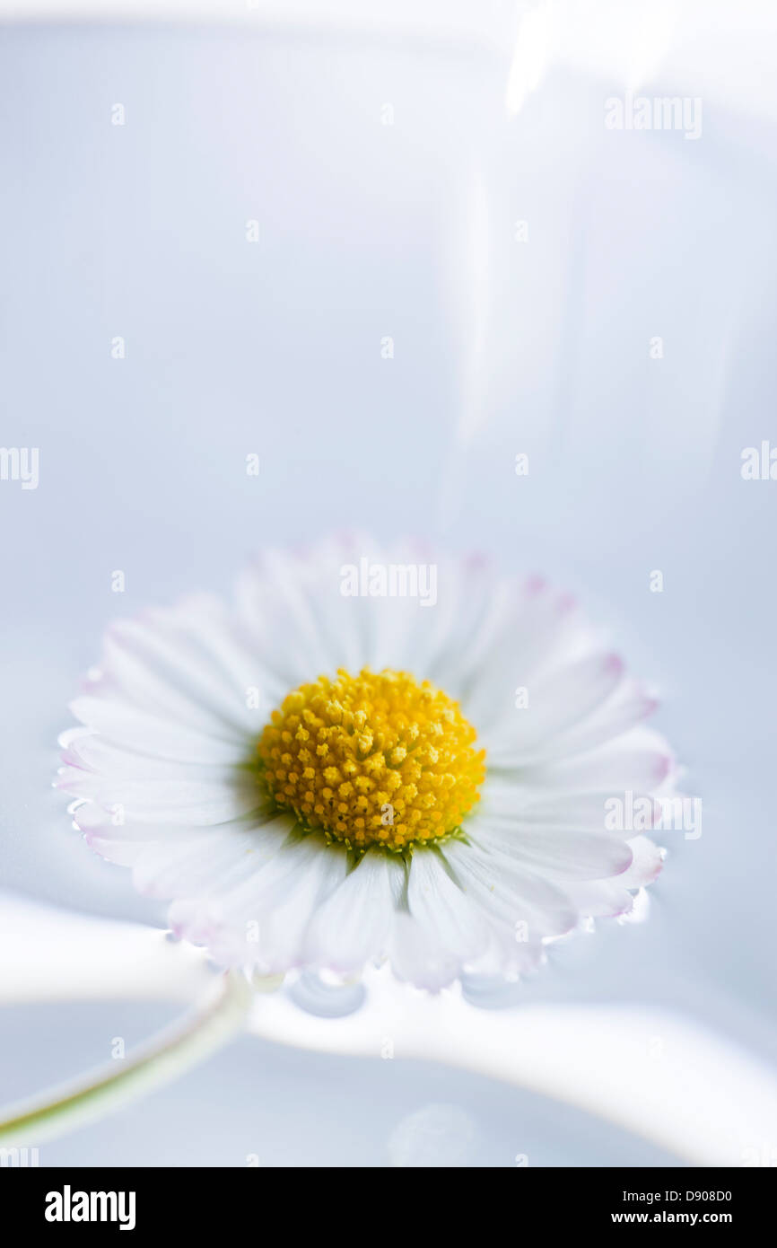 Daisy studio shot hi-res stock photography and images - Alamy