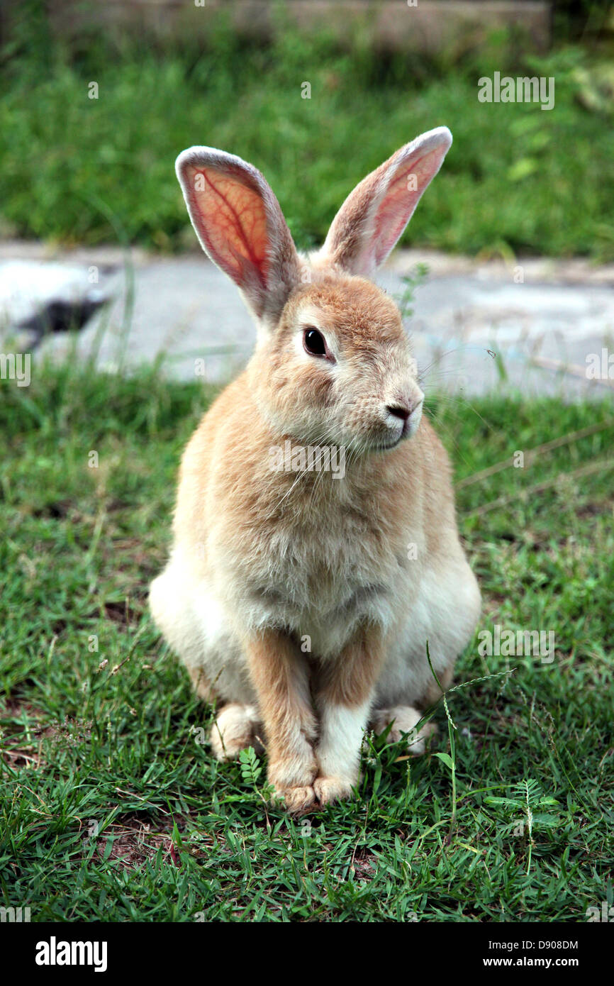 The Rabbit sitting on green grass Stock Photo - Alamy