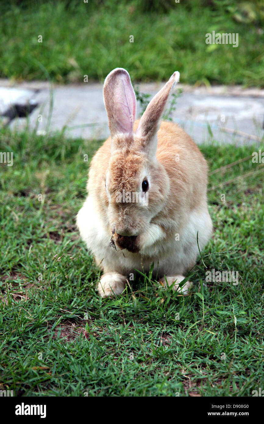 The Rabbit sitting on green grass Stock Photo - Alamy