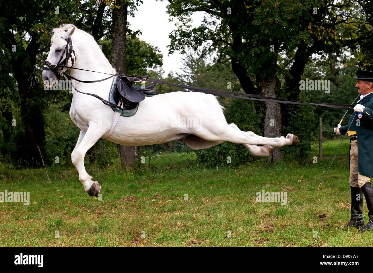 A man holding a Lippizaner Stock Photo - Alamy
