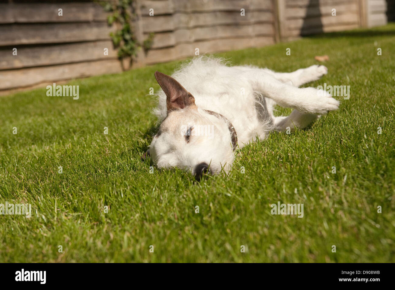 jack russell terrier snoozing in the sun Stock Photo - Alamy
