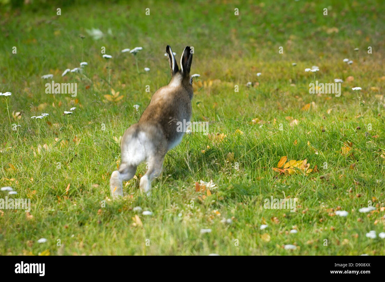 Hare jumping hi-res stock photography and images - Alamy