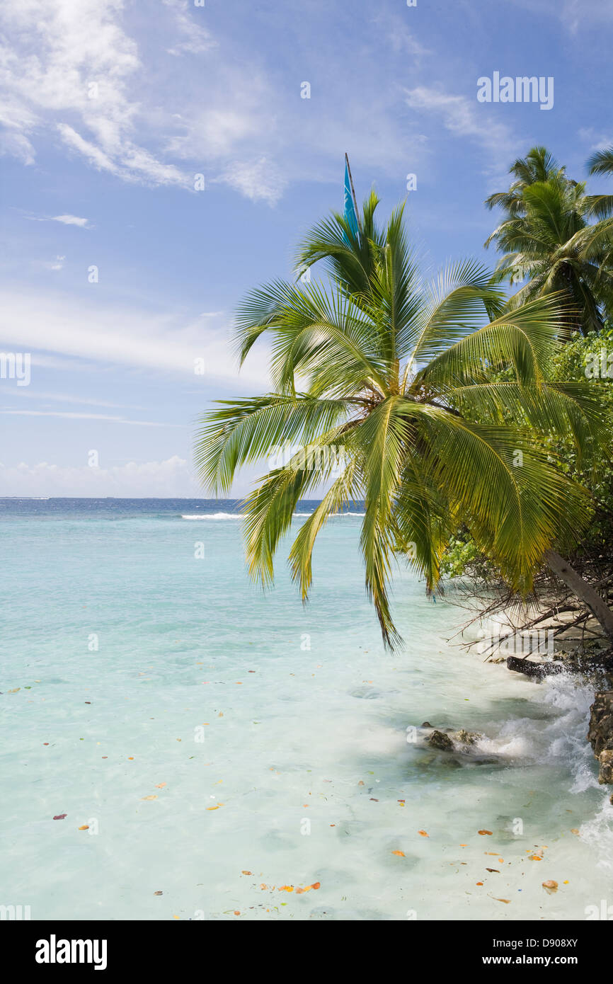 Maldives sea tree hi-res stock photography and images - Alamy