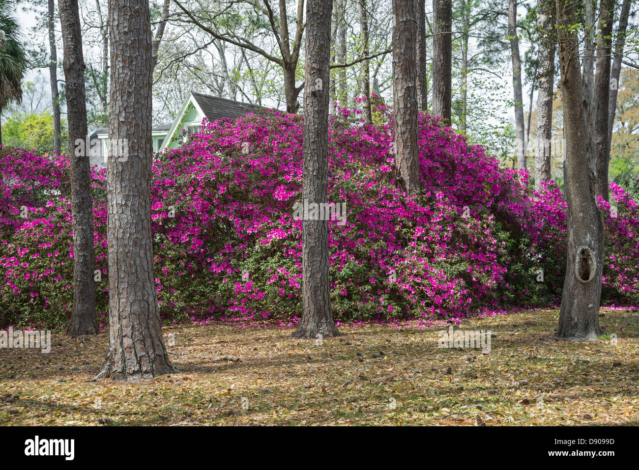 Azaleas in bloom during springtime in North Florida Stock Photo - Alamy