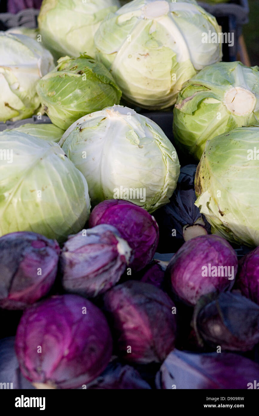 White and red cabbage Stock Photo - Alamy