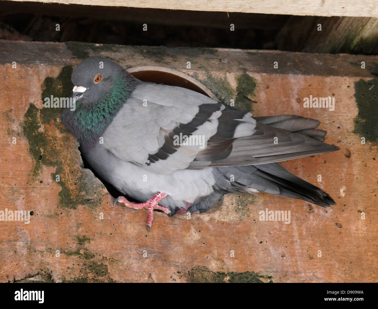 A drainage pipe hi-res stock photography and images - Alamy