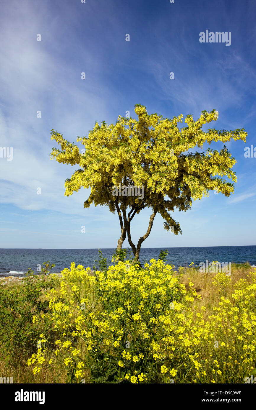 A yellow tree and bush against a blue sky, Sweden Stock Photo - Alamy