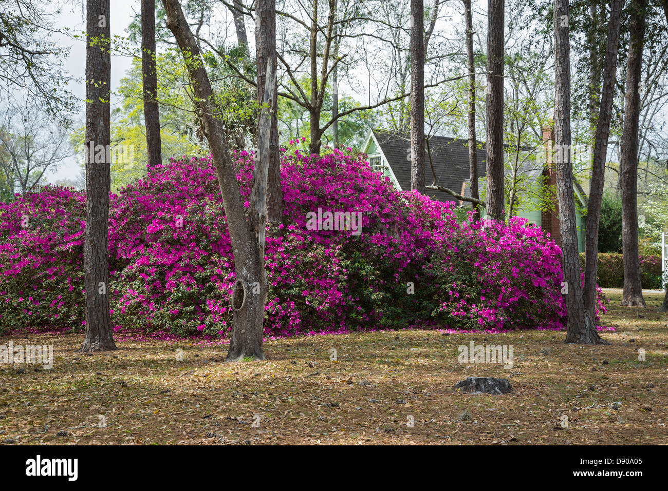 Azaleas in bloom hi-res stock photography and images - Alamy