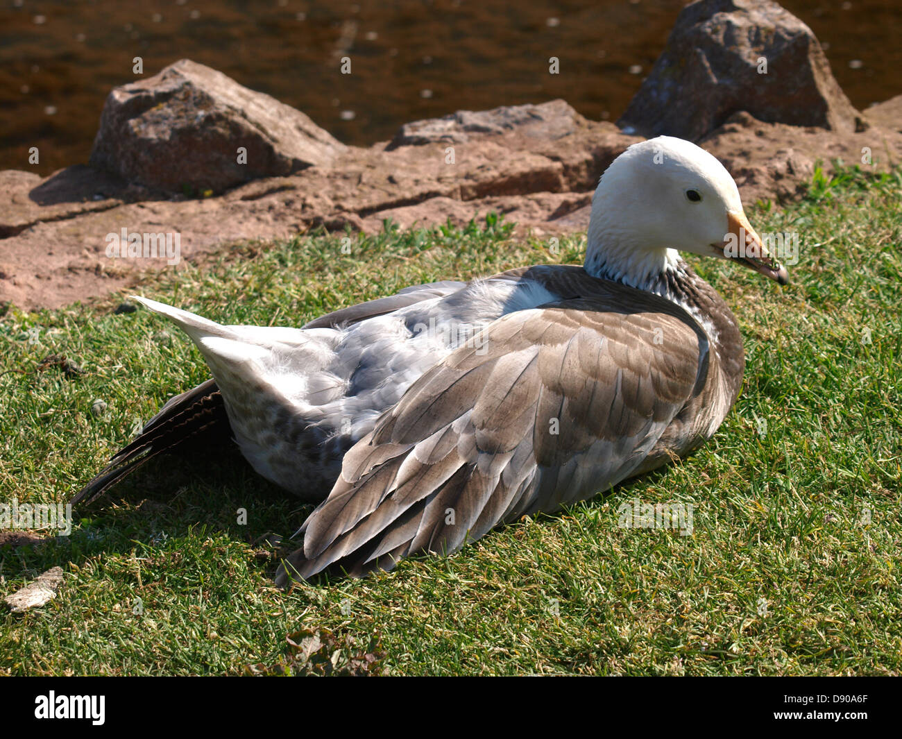 Blue Snow Goose