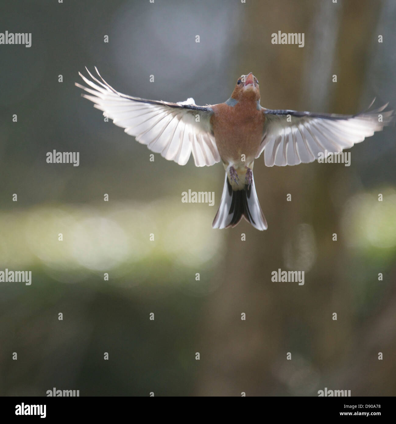 Flying Chaffinch with wings outststreched challenging other birds on a ...