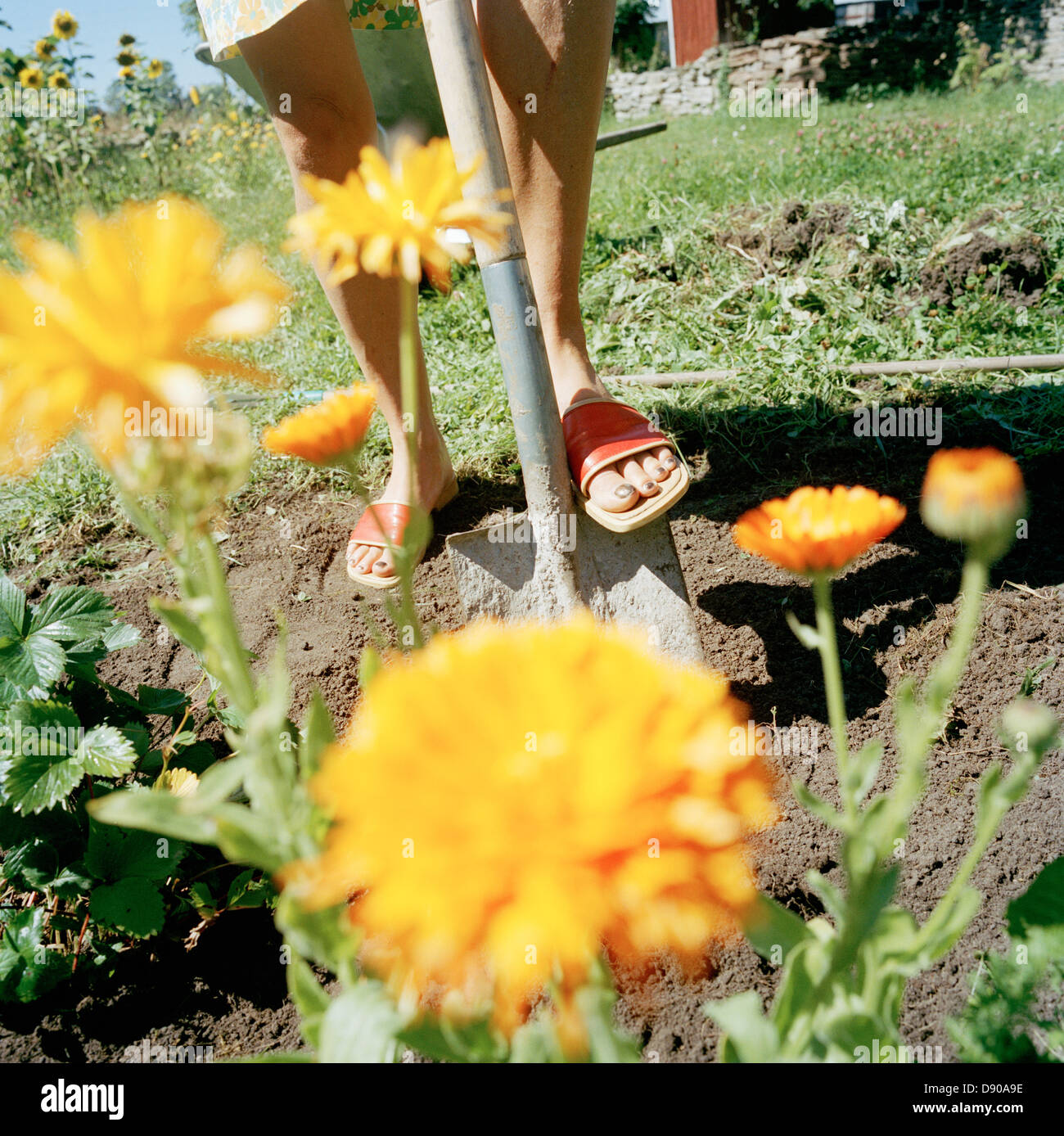 A woman digging in a flower bed, Oland, Sweden Stock Photo - Alamy