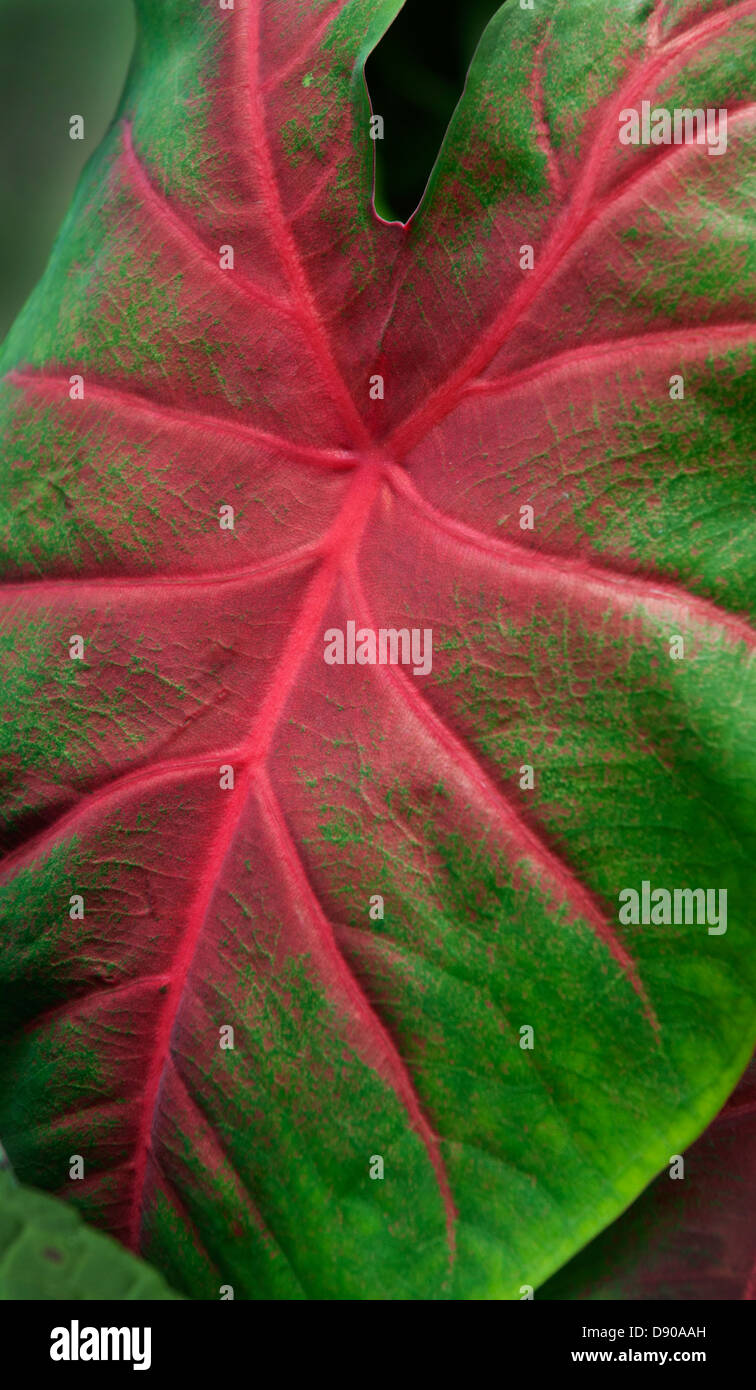 Colorful leaves of the Caladium plant Stock Photo - Alamy