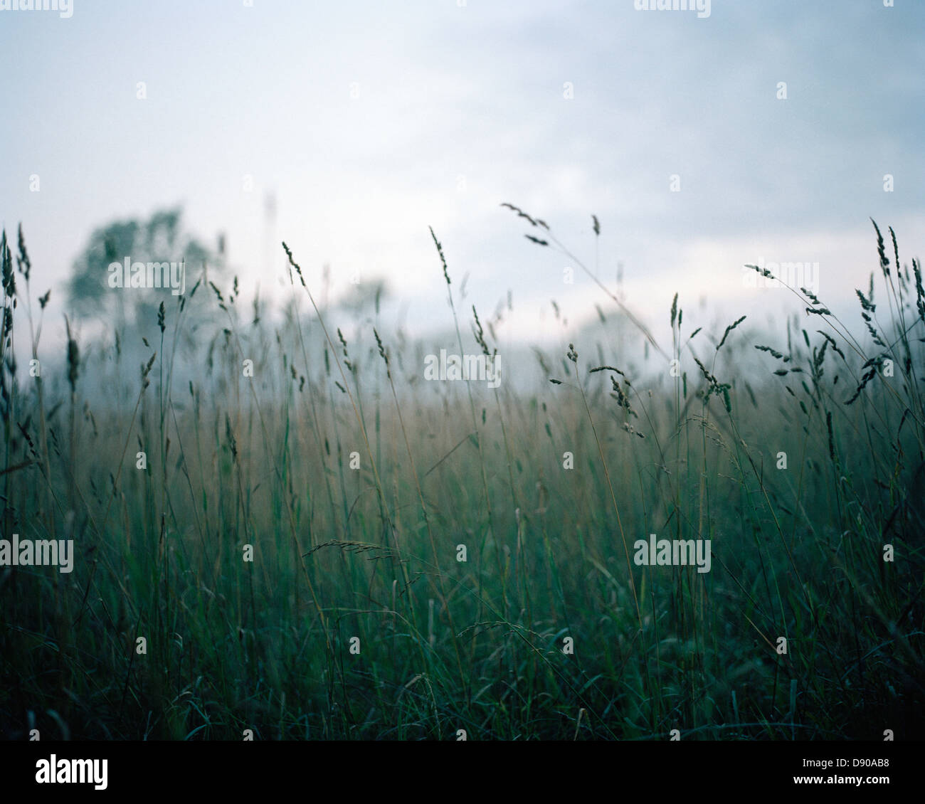 Sprawling plants hi-res stock photography and images - Alamy
