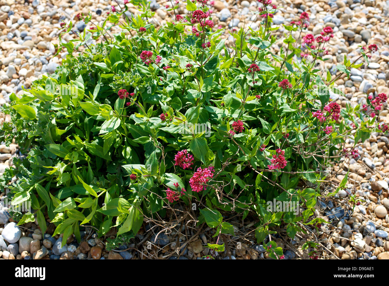 Pretty betsy hi-res stock photography and images - Alamy