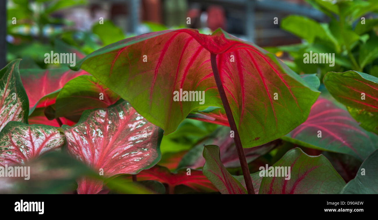 Caladiums hi-res stock photography and images - Alamy