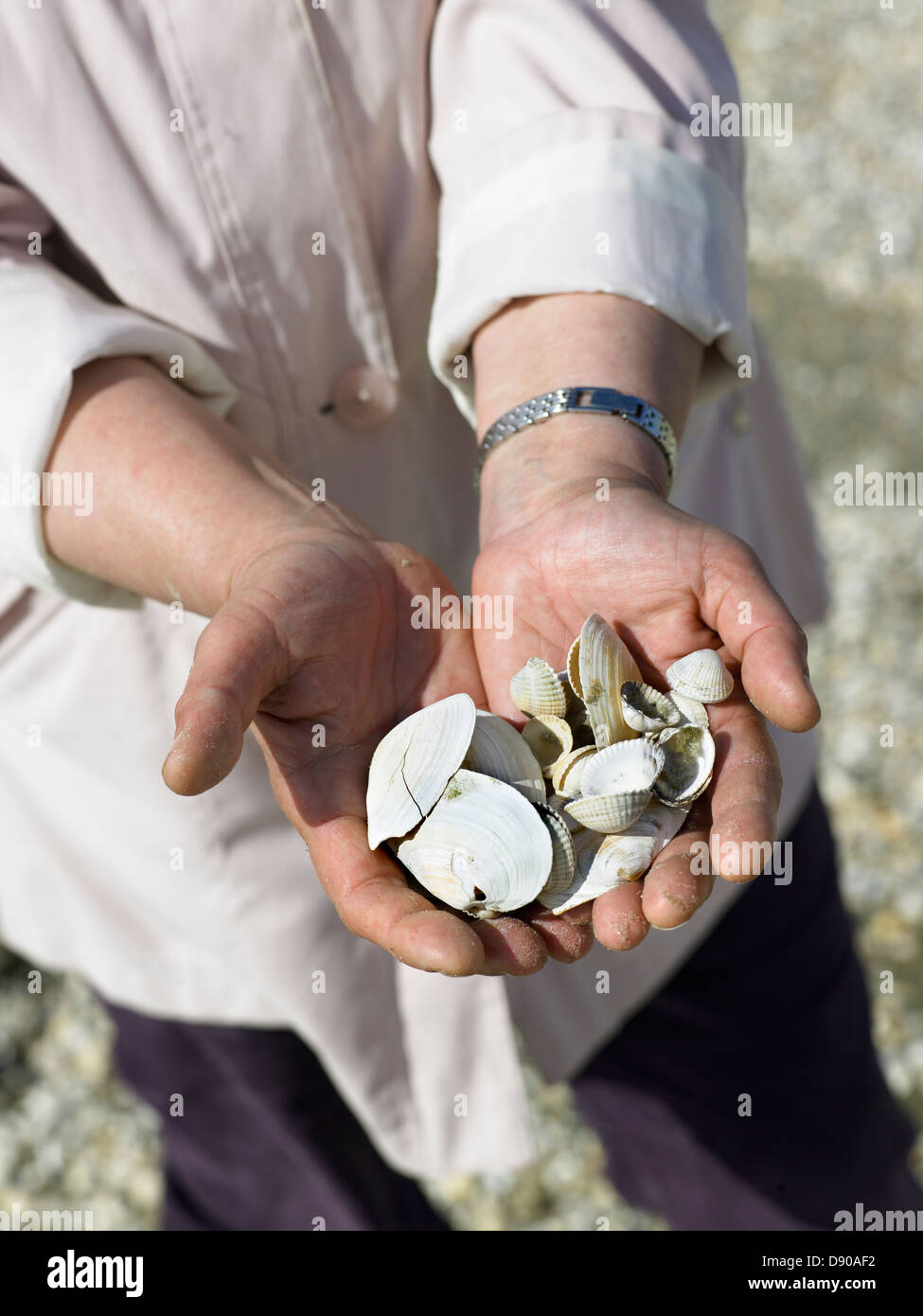 Hands holding shells hi-res stock photography and images - Alamy
