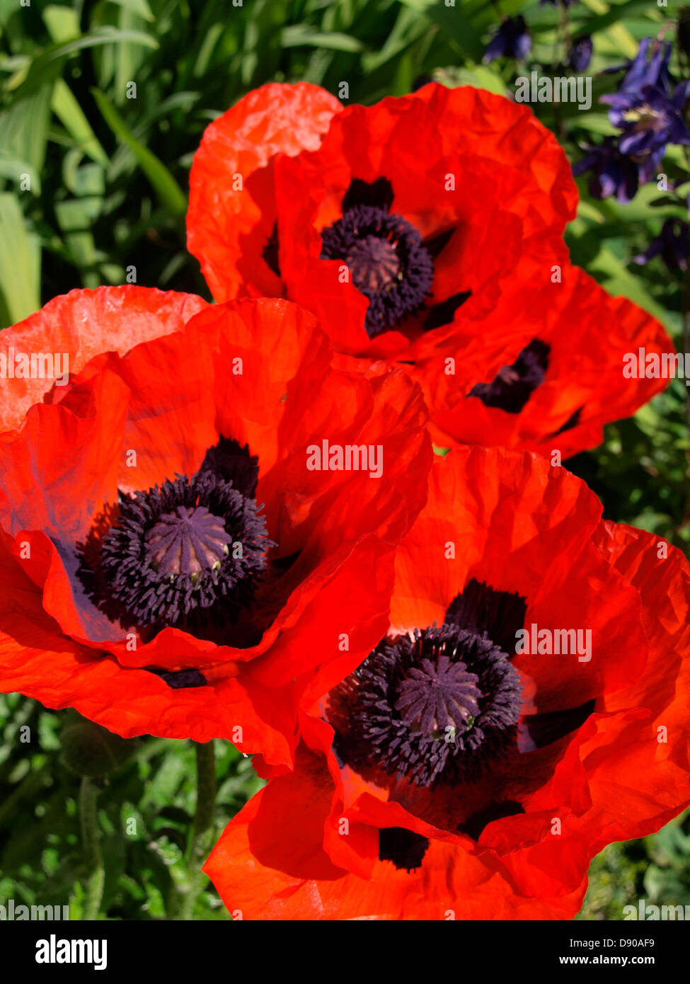 Large poppies hi-res stock photography and images - Alamy