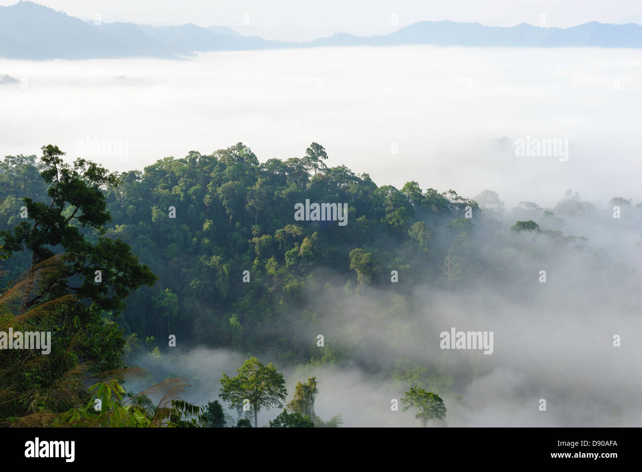 Beautiful floating fog landscape in rain forest, Thailand Stock Photo ...
