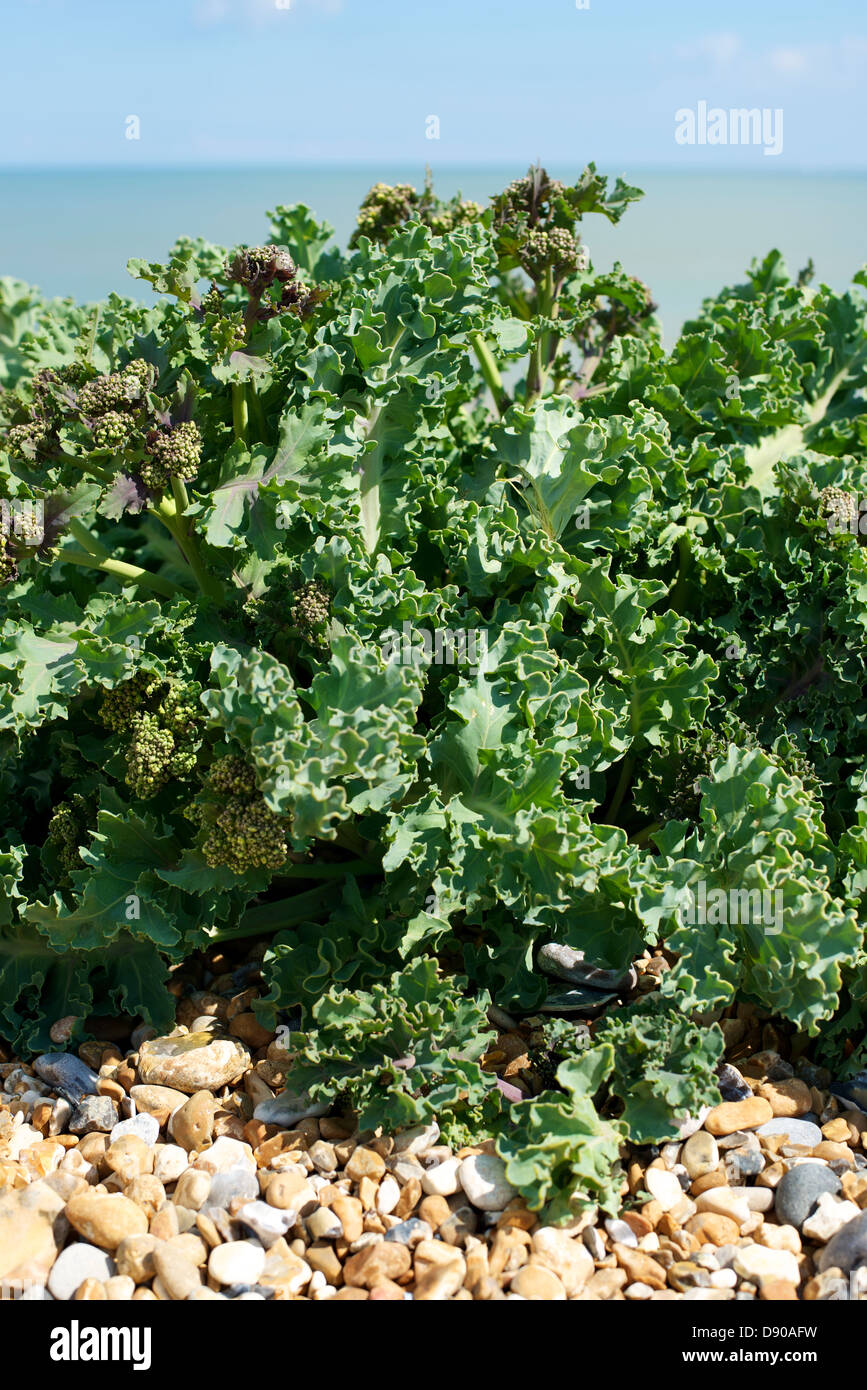 Crambe Maritima Sea Kale Coastal Cabbage salt tolerant plant growing on ...