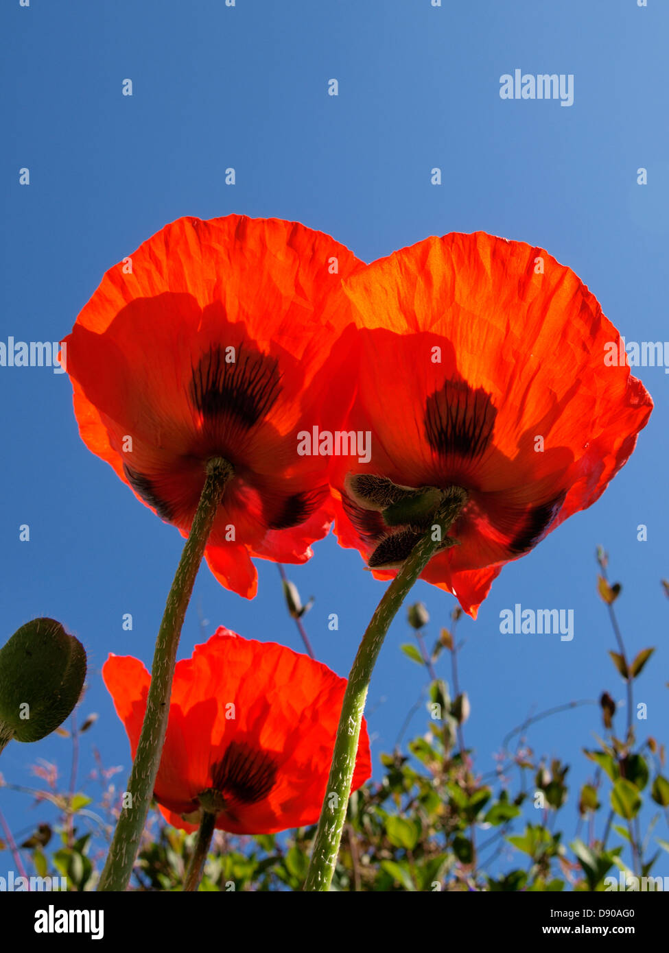 Large Poppies, UK Stock Photo - Alamy