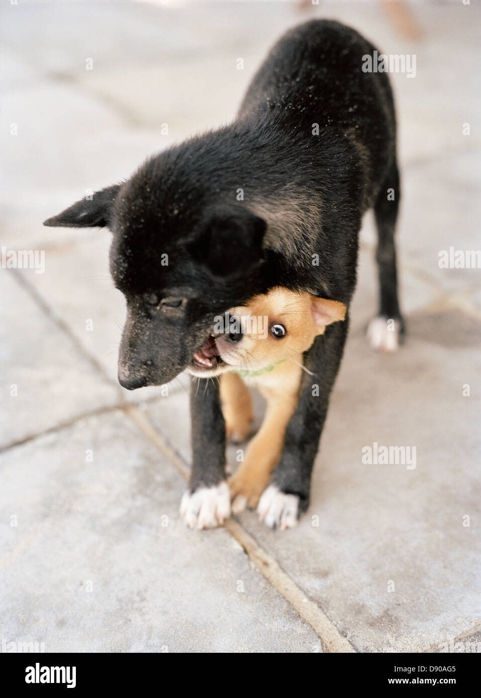 Big and small and contrast, dog hi-res stock photography and images - Alamy