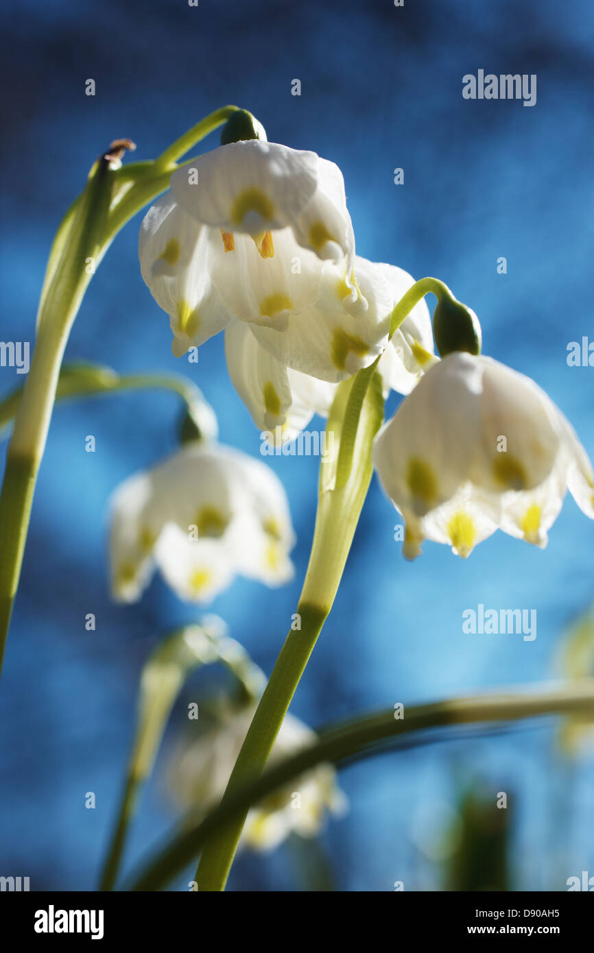Back Lit Snowdrop High Resolution Stock Photography and Images - Alamy