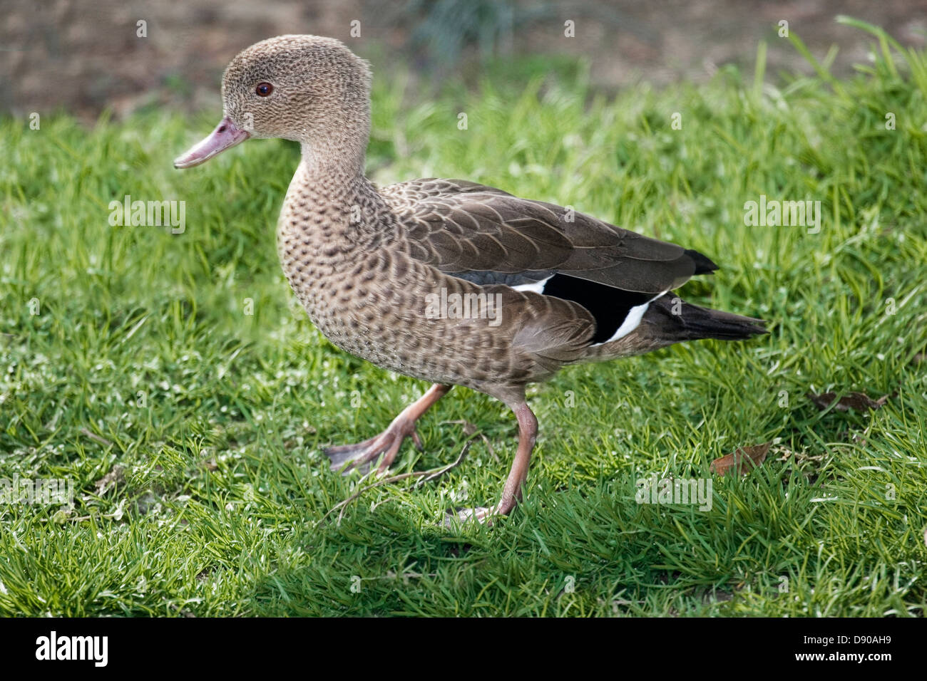 Bernieri hi-res stock photography and images - Alamy