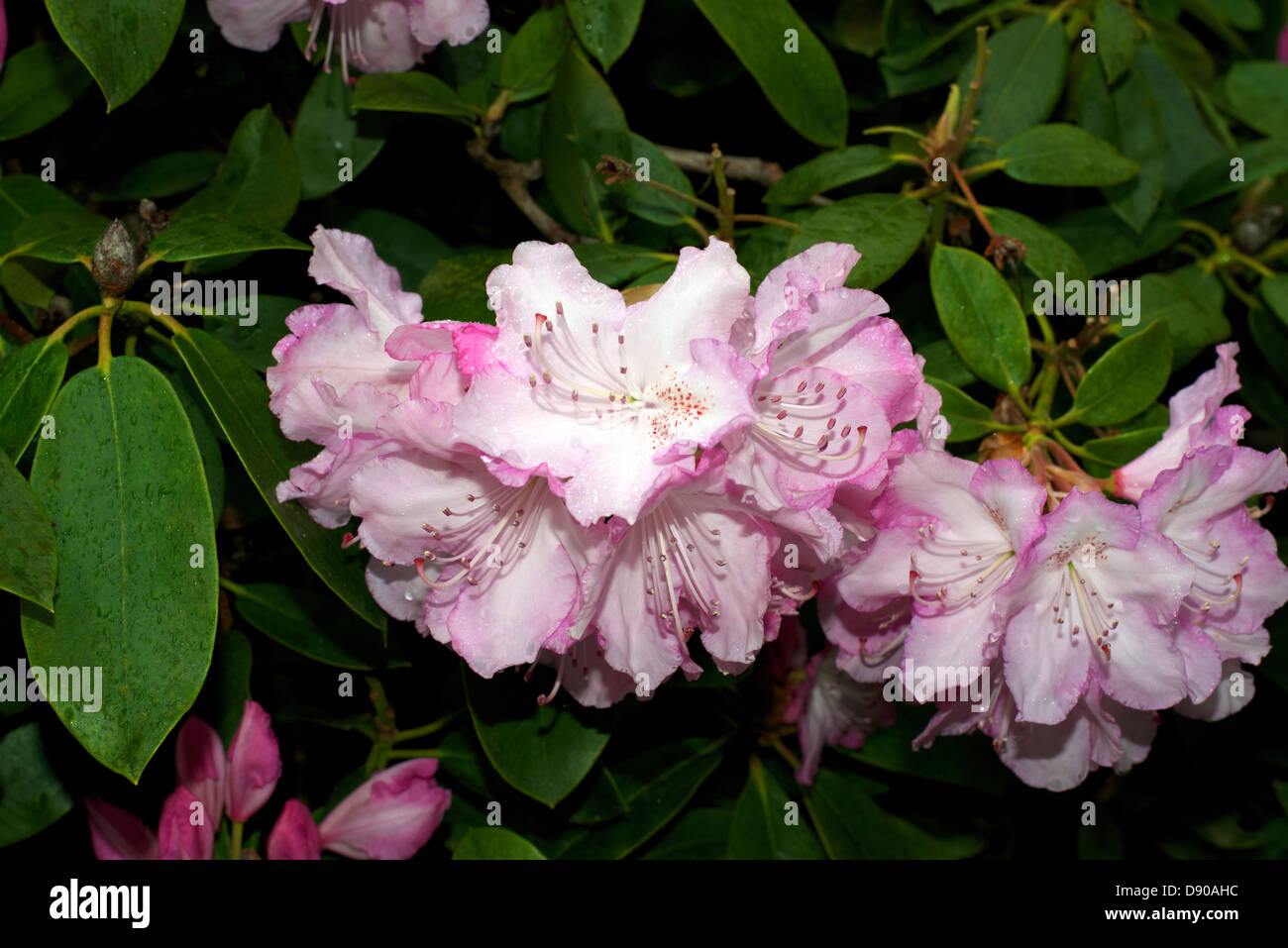Charles e flower hi-res stock photography and images - Alamy