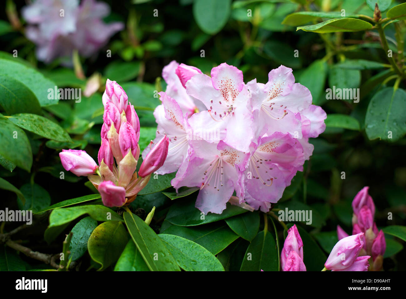 Rhododendron charles e pearson hi-res stock photography and images - Alamy