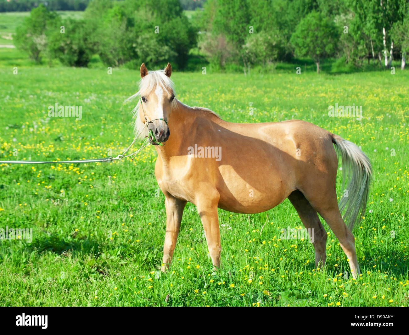 Welsh baby hi-res stock photography and images - Alamy