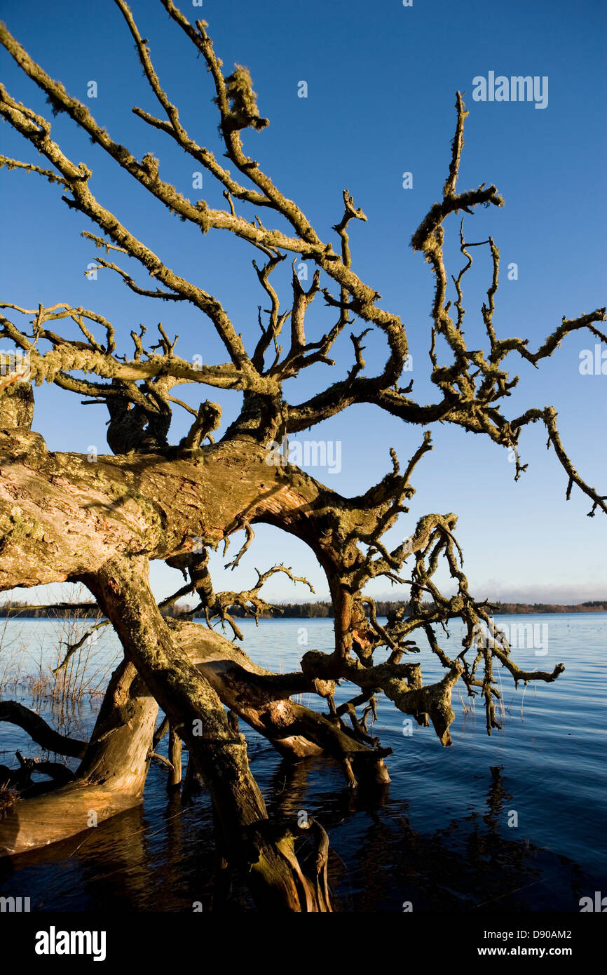 A fallen tree, Dalalven, Sweden Stock Photo - Alamy