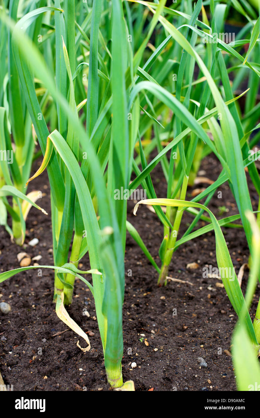 Garlic in a vegetable patch hi-res stock photography and images - Alamy