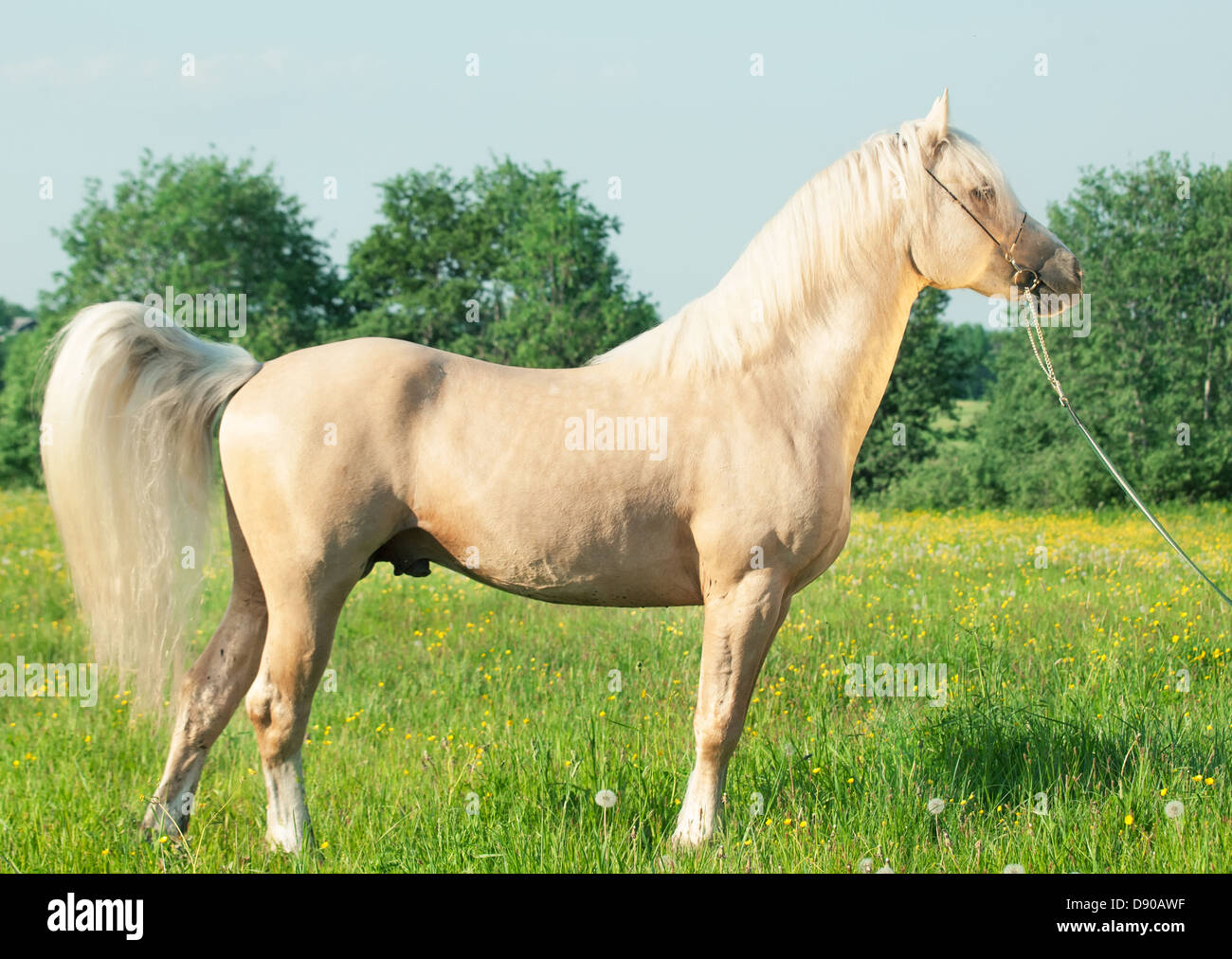 Stallion colt mare hi-res stock photography and images - Alamy