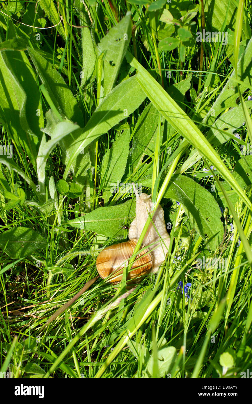 Rare Edible Roman Snail "Helix Pomatia" l'escargot Britain's largest ...