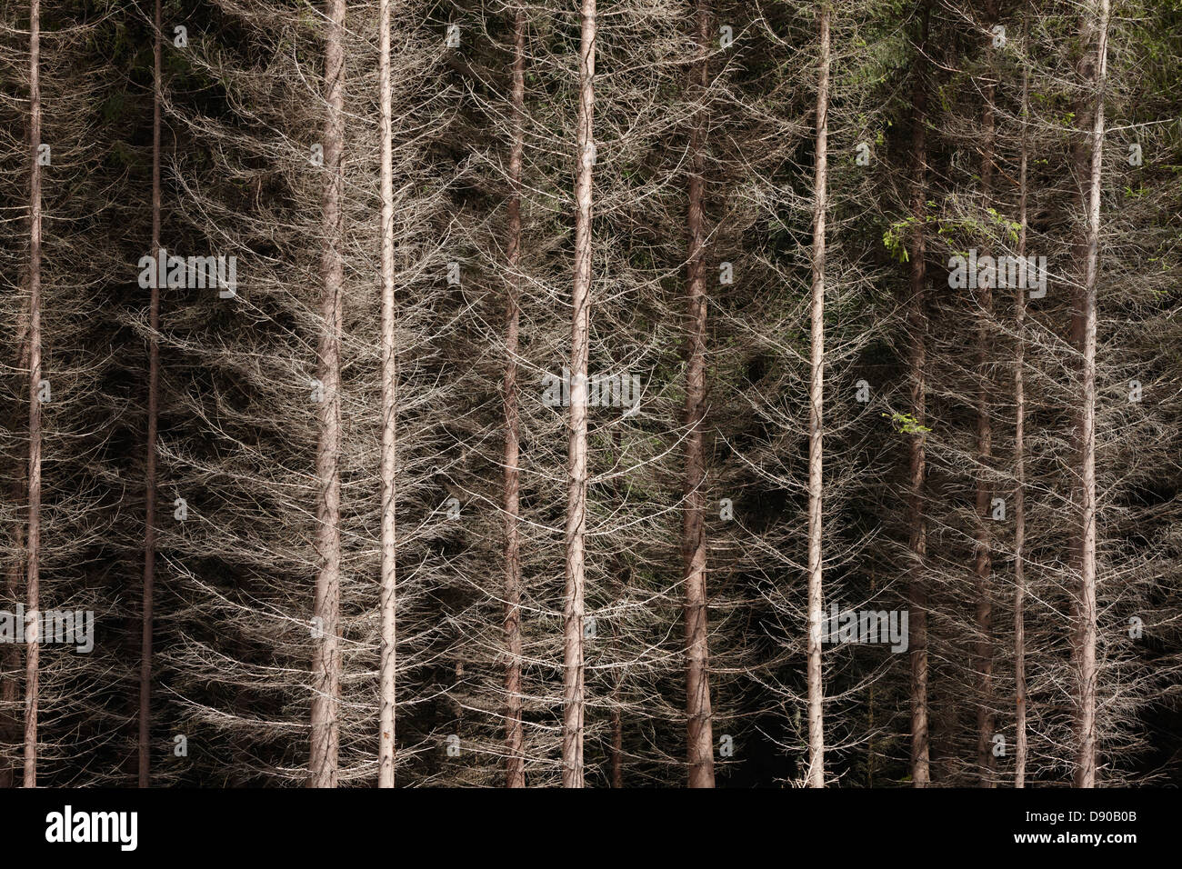 A dense fir-forest, Sweden Stock Photo - Alamy