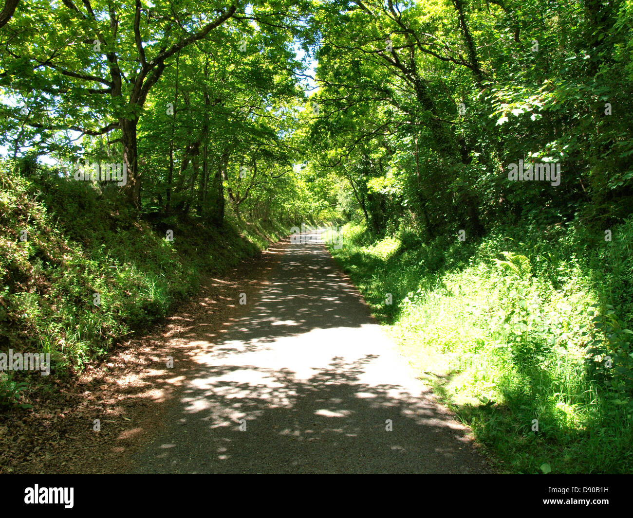 Forest trail between trees hi-res stock photography and images - Alamy