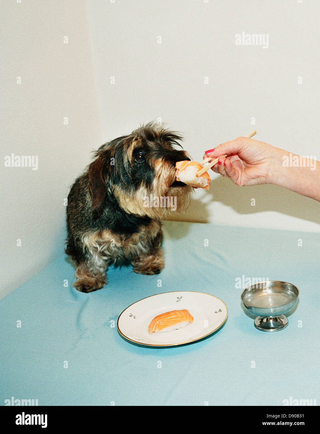 A dog eating sushi, Sweden Stock Photo - Alamy