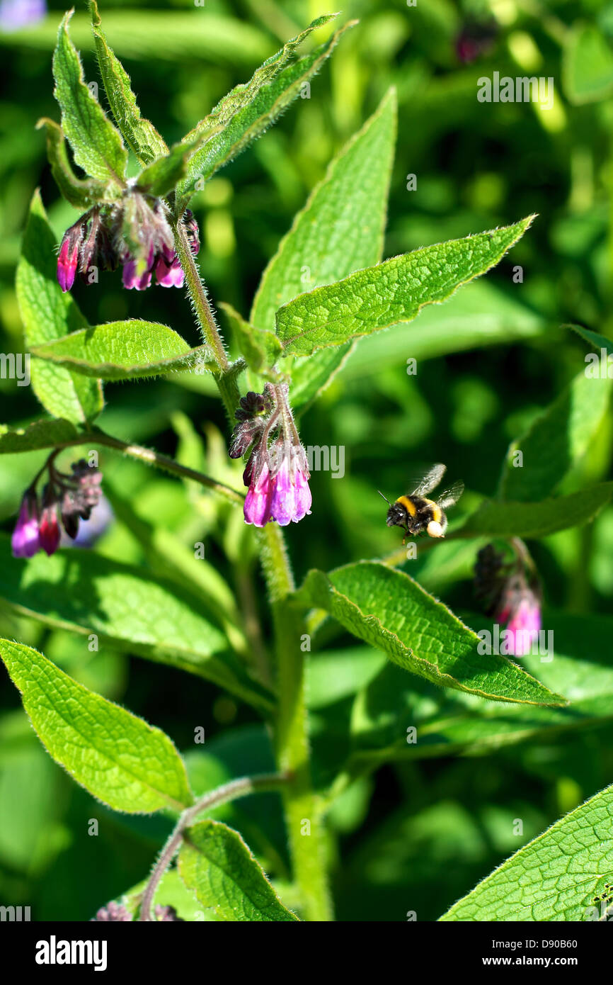 Wild Comfrey "Symphytum officinale" Boraginaceae medicinal herb flowers ...